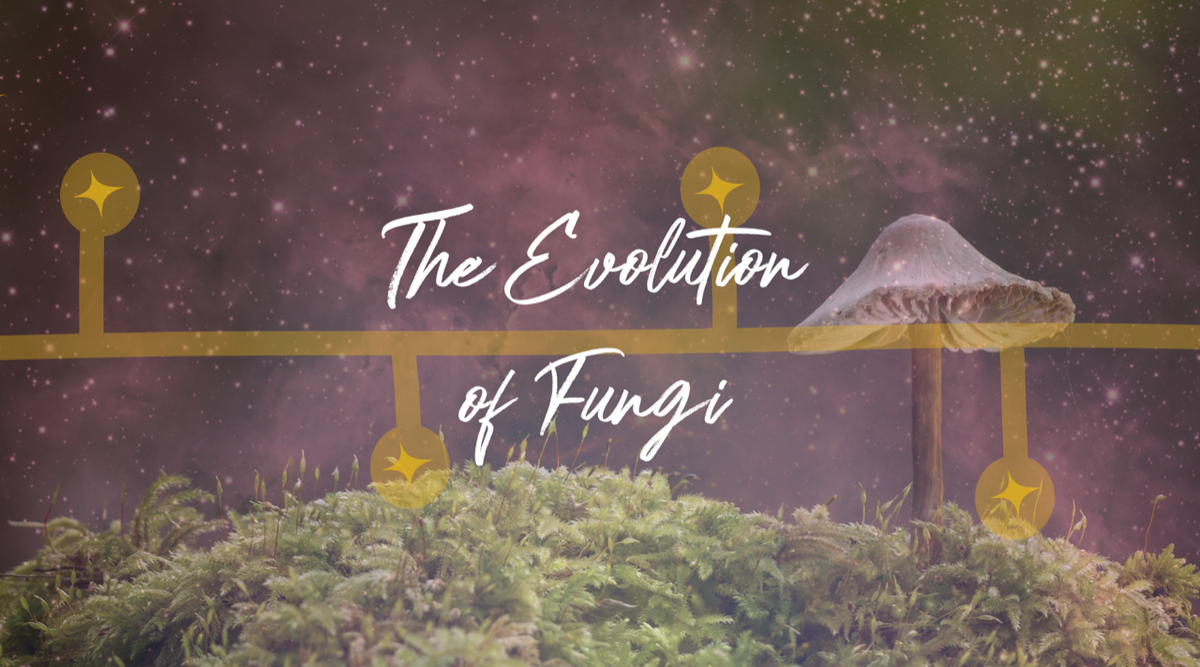 The Grand Timeline of Fungi: From Ancient Giants to Modern Marvels – NOVA