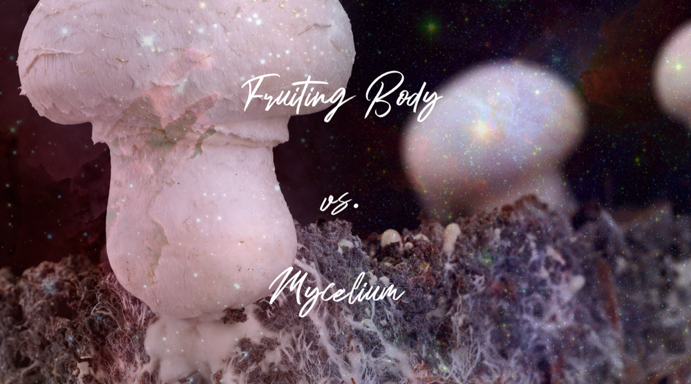 Fruiting Bodies Vs. Mycelium - The Two Fascinating Phases of Fungi – NOVA